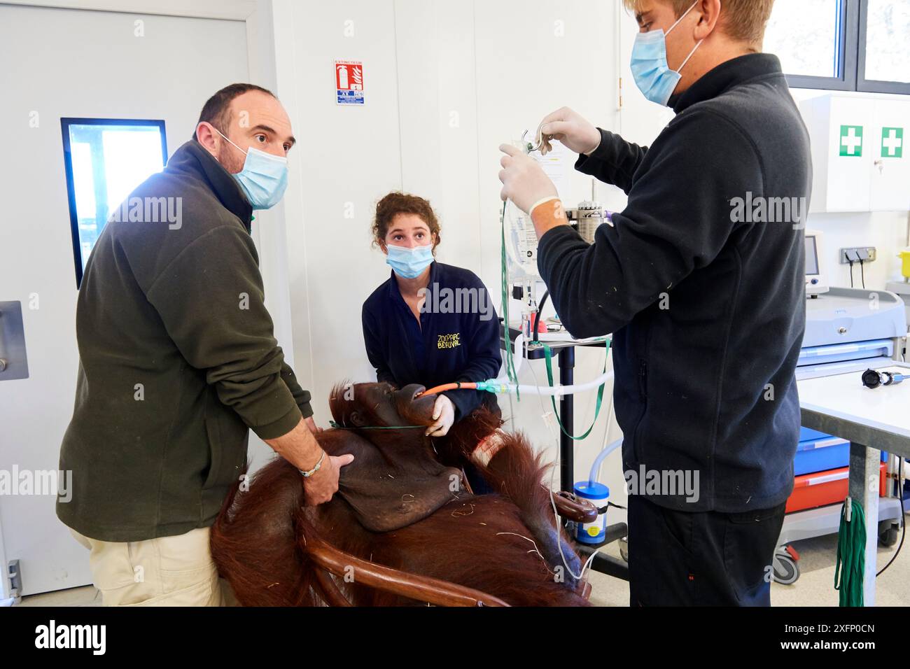 Veterinarian making an intravenous infusion for female Orangutan (Pongo ...