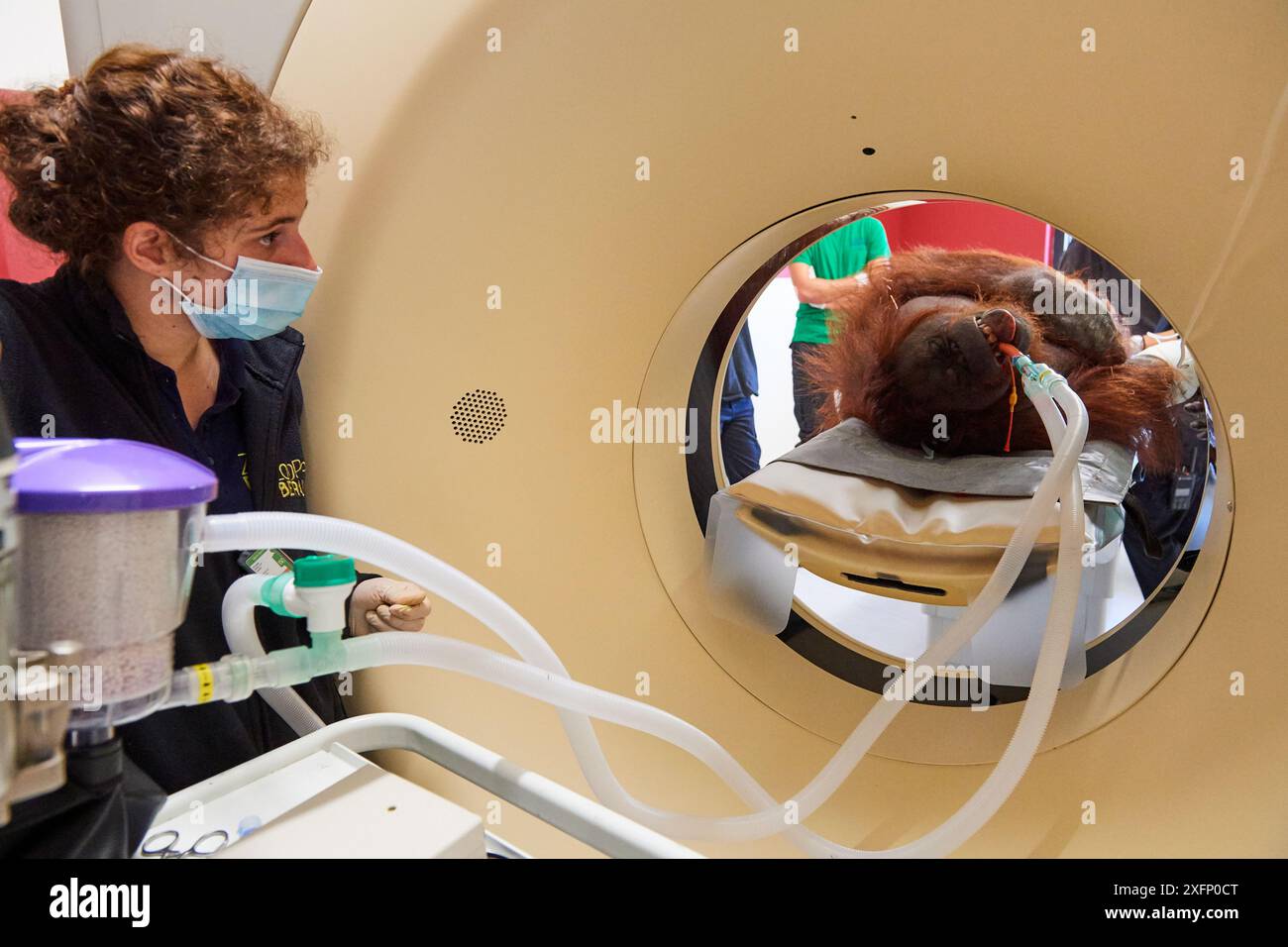 Female Orangutan (Pongo pygmaeus) under anaesthetic and undergoing an ...
