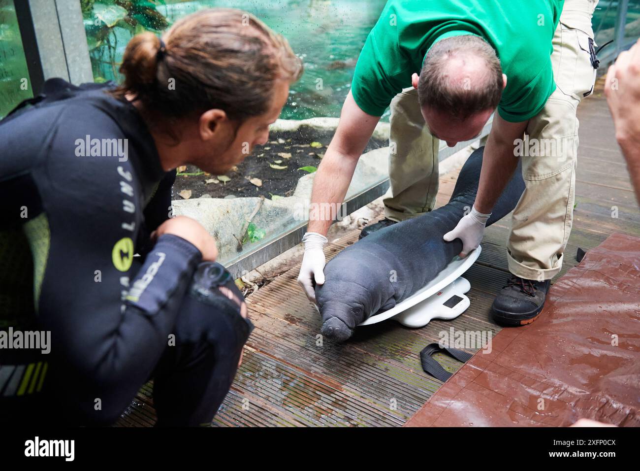 Veterinarian and keeper weighing newborn Caribbean manatee or West ...