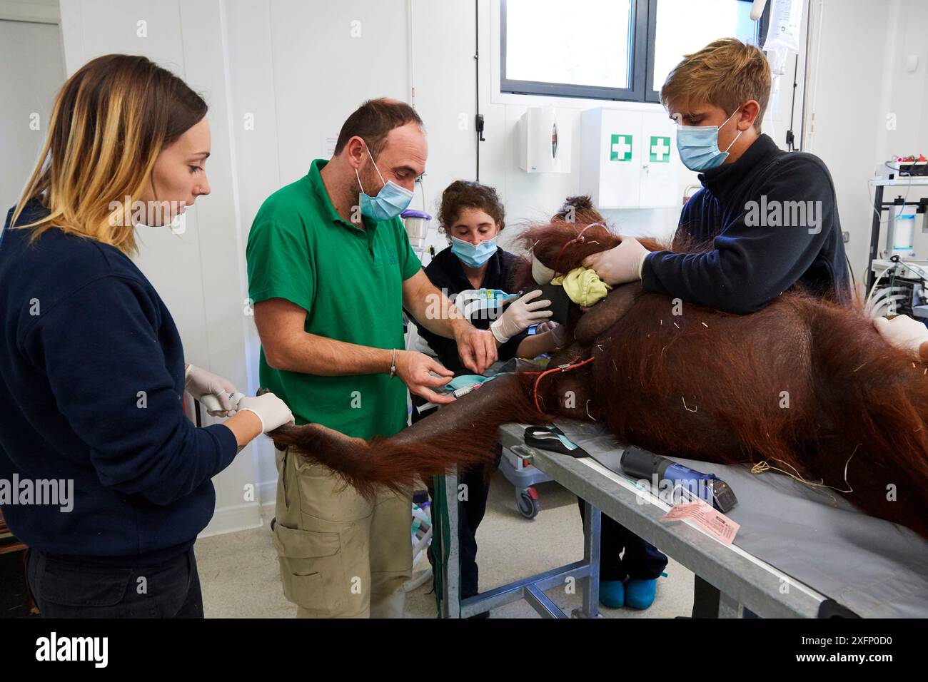Veterinarian taking a blood sample from female Orangutan (Pongo ...