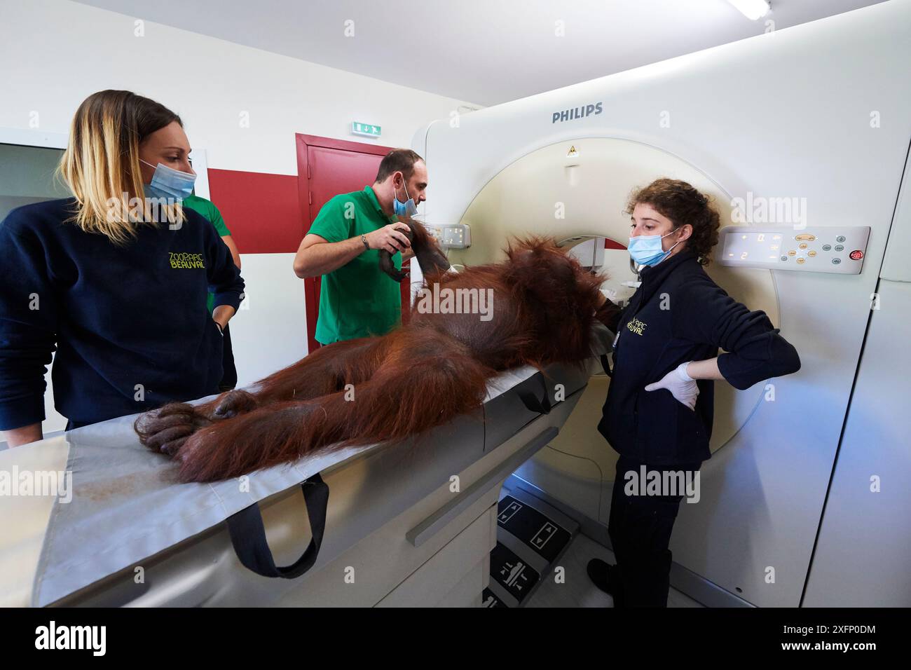 Female Orangutan (Pongo pygmaeus) under anaesthetic and undergoing an ...