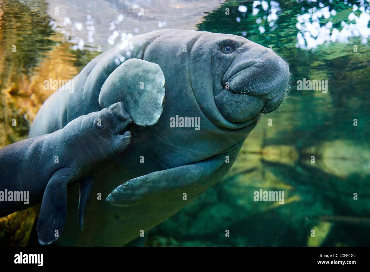 Caribbean manatee or West Indian manatee (Trichechus manatus) mother ...