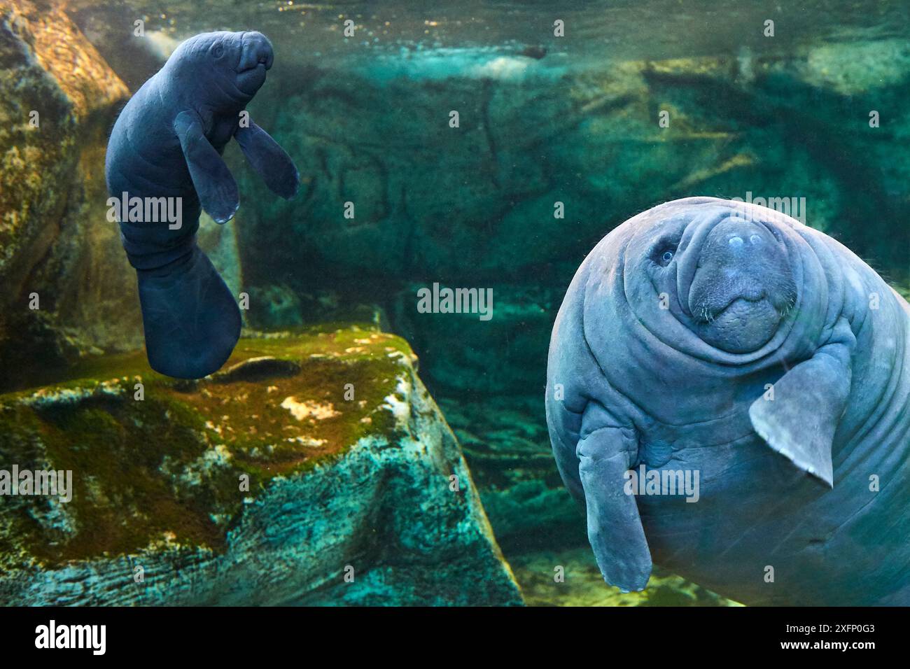 Caribbean manatee or West Indian manatee (Trichechus manatus) mother ...