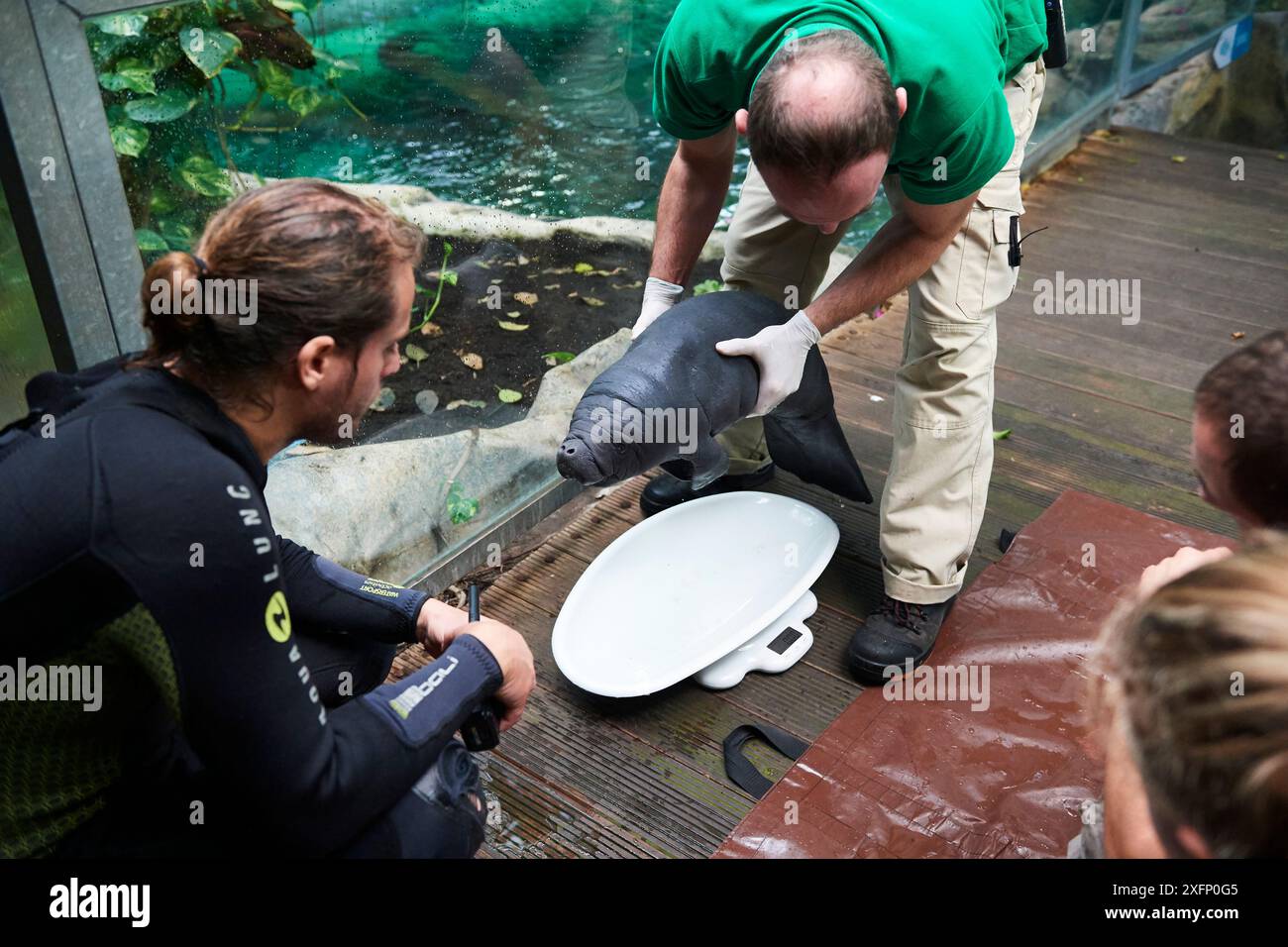Veterinarian and keeper weighing newborn Caribbean manatee or West ...