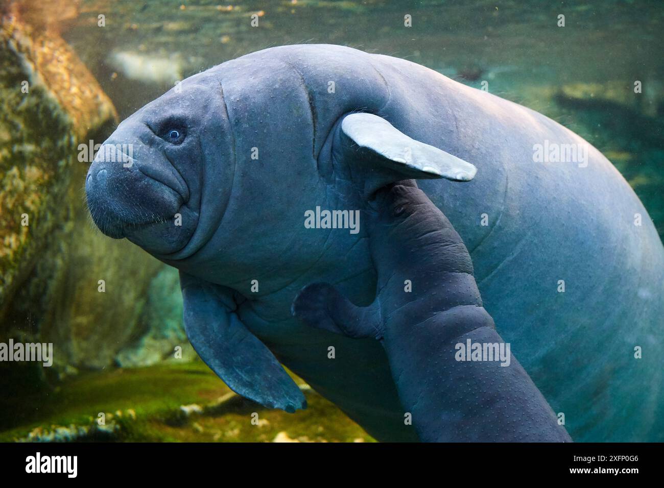 Caribbean manatee or West Indian manatee (Trichechus manatus) mother ...