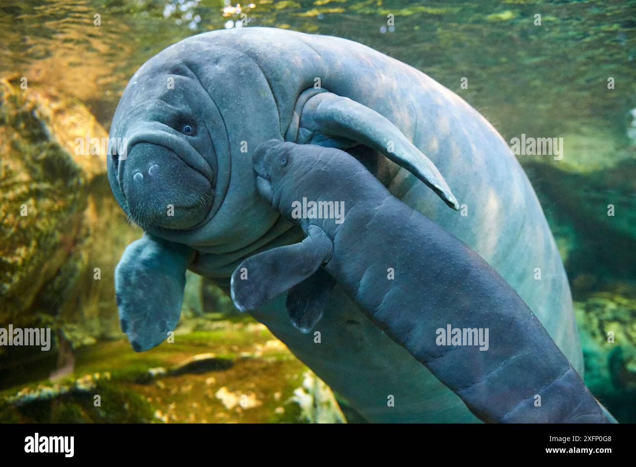 Caribbean manatee or West Indian manatee (Trichechus manatus) mother ...