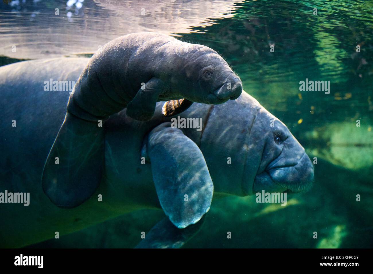 Caribbean manatee or West Indian manatee (Trichechus manatus) mother ...