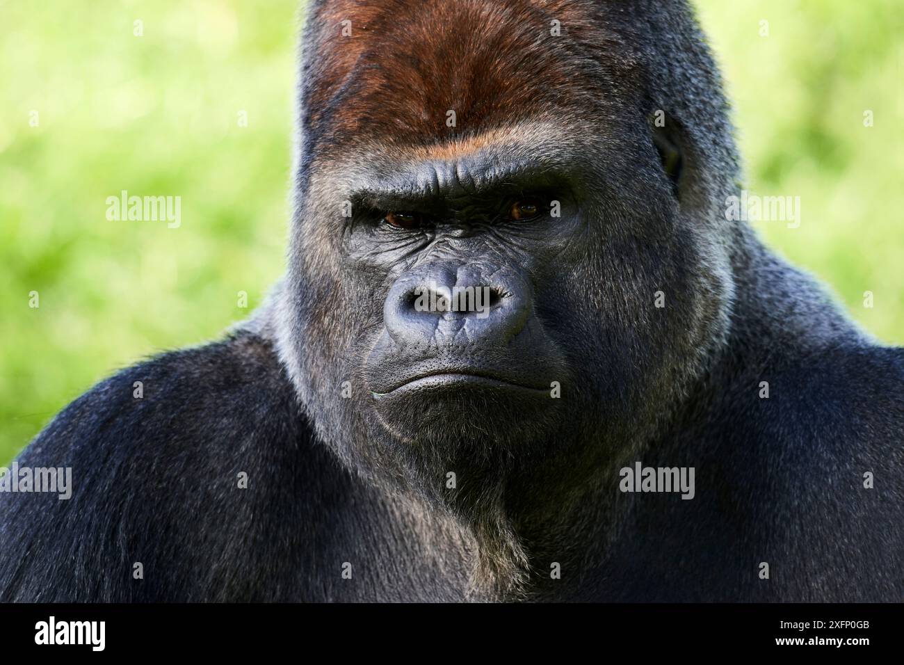 Male silverback western lowland gorilla (Gorilla gorilla gorilla ...