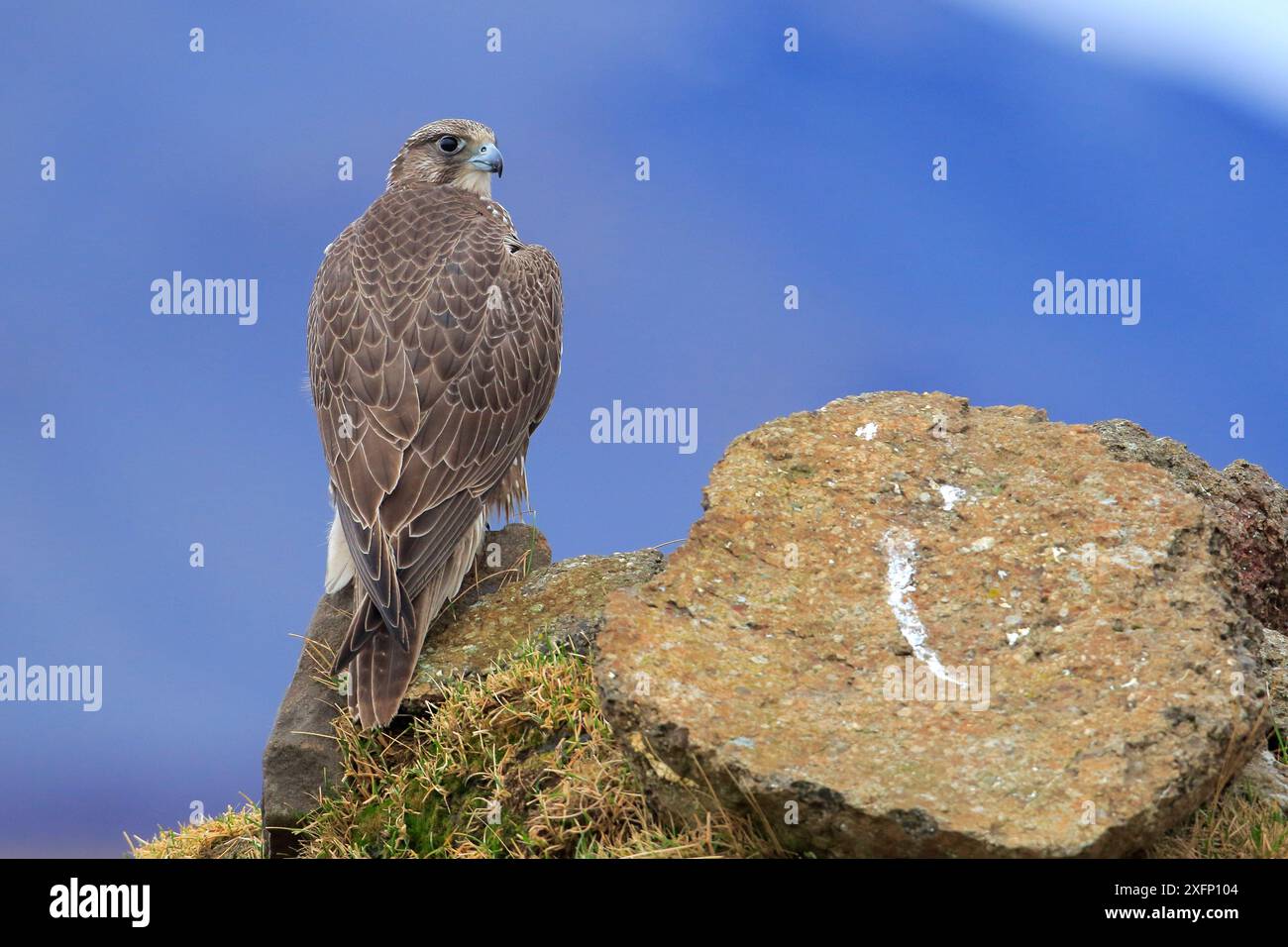 Gyrfalcon (Falco rusticolus), Iceland. February Stock Photo - Alamy