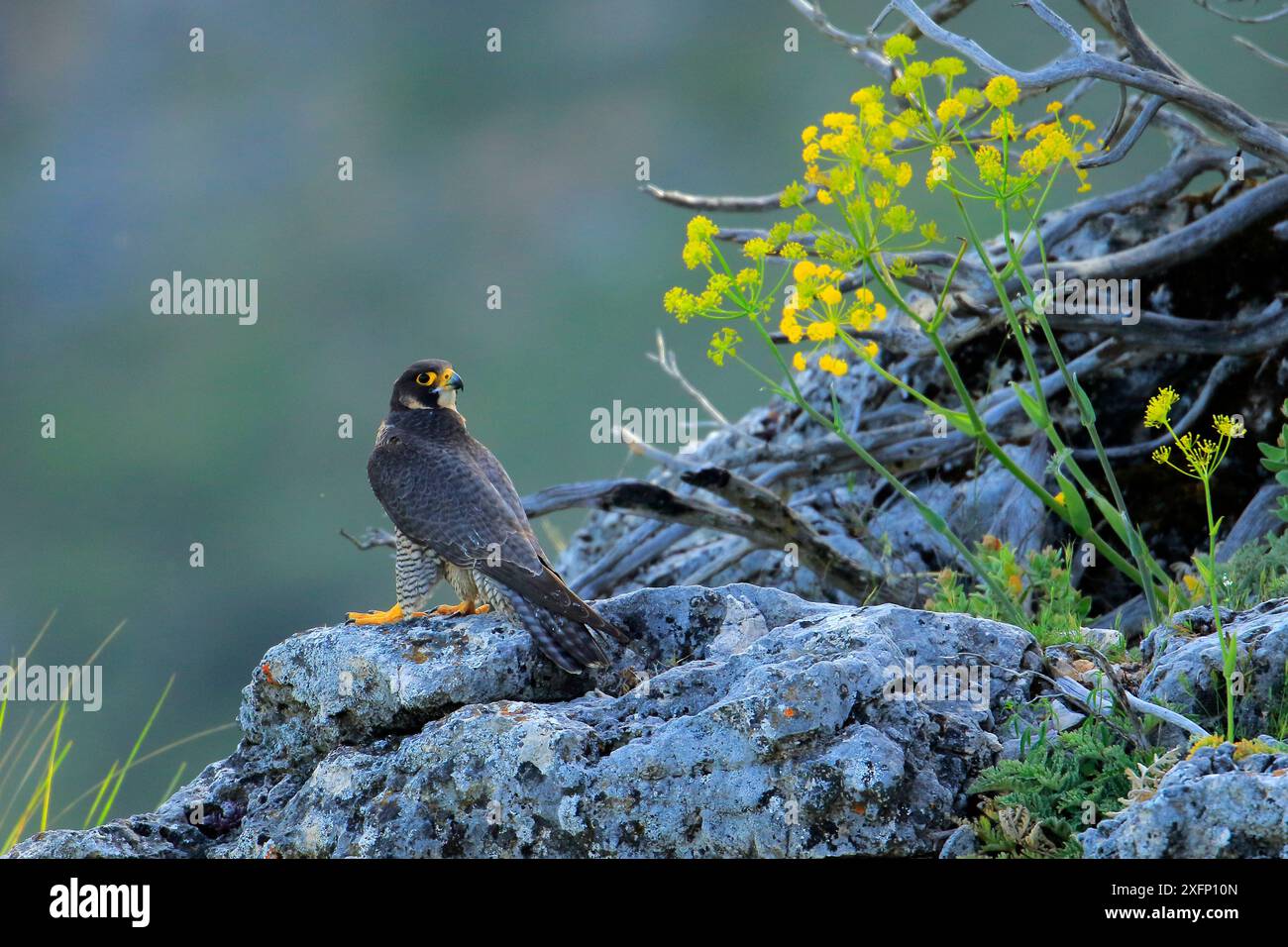 Peregrine falcon male (Falco peregrinus) Andalusia, Spain, May Stock ...