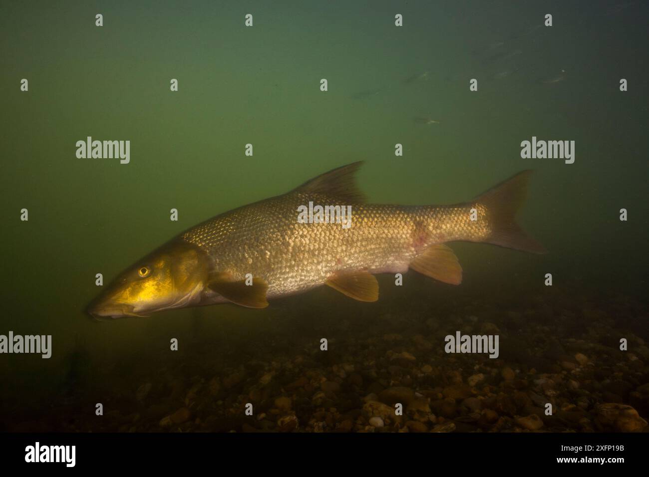 Barbus barbus hi-res stock photography and images - Alamy