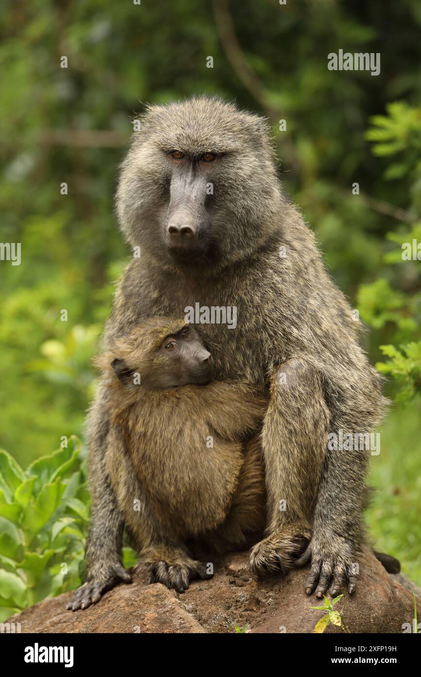 Olive baboons (Papio anubis) mother and young, Kenya Stock Photo - Alamy