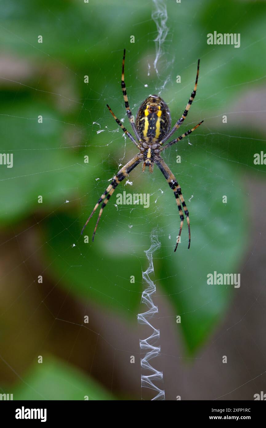 Zigzag stabilimentum hi-res stock photography and images - Alamy