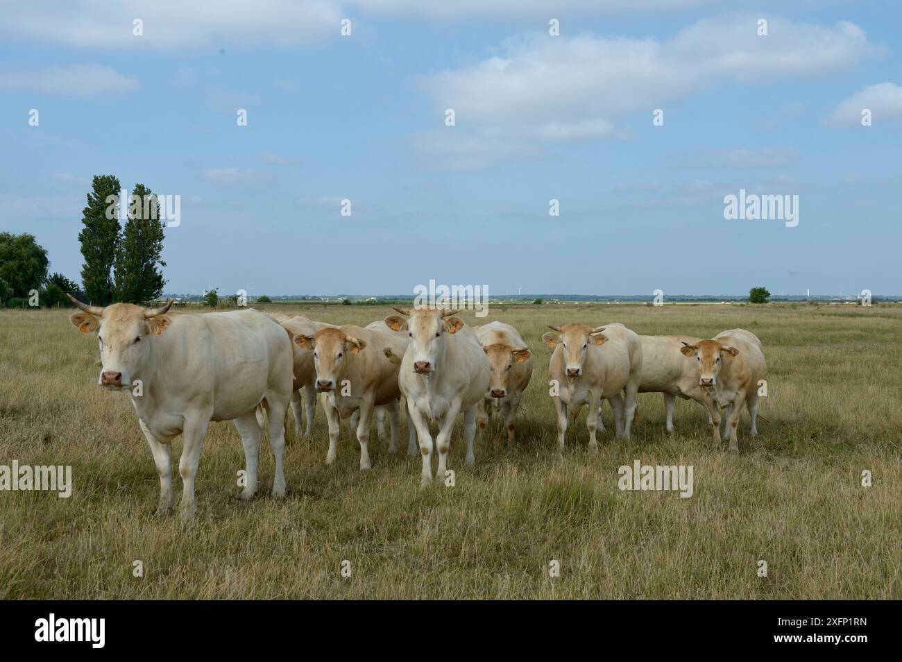 Simmental french hi-res stock photography and images - Alamy
