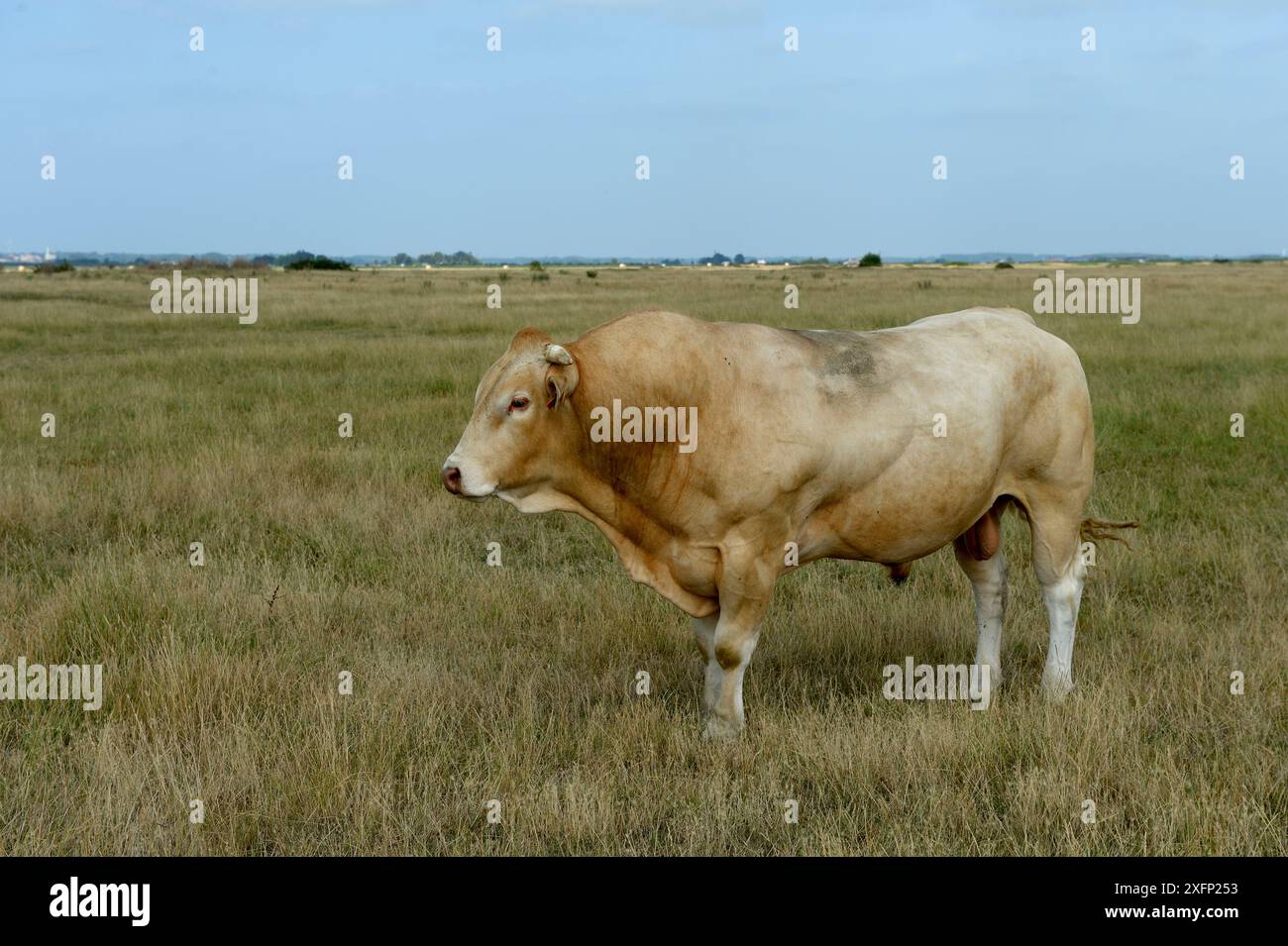 Simmental bull hi-res stock photography and images - Alamy