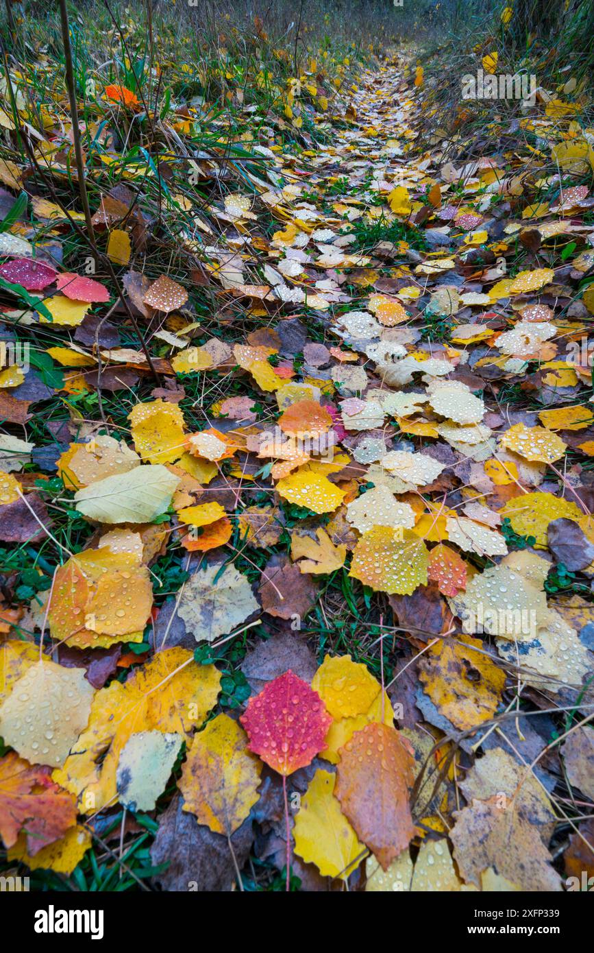 Cottonwoods spain hi-res stock photography and images - Alamy
