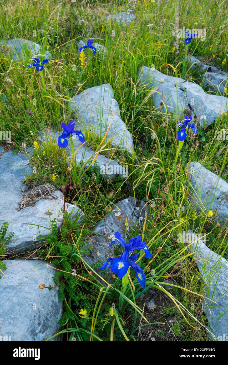 English iris (Iris xiphioides) growing in limestone pavement, Ordesa y ...