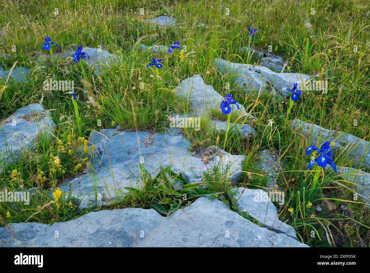 English iris (Iris xiphioides) growing in limestone pavement, Ordesa y ...