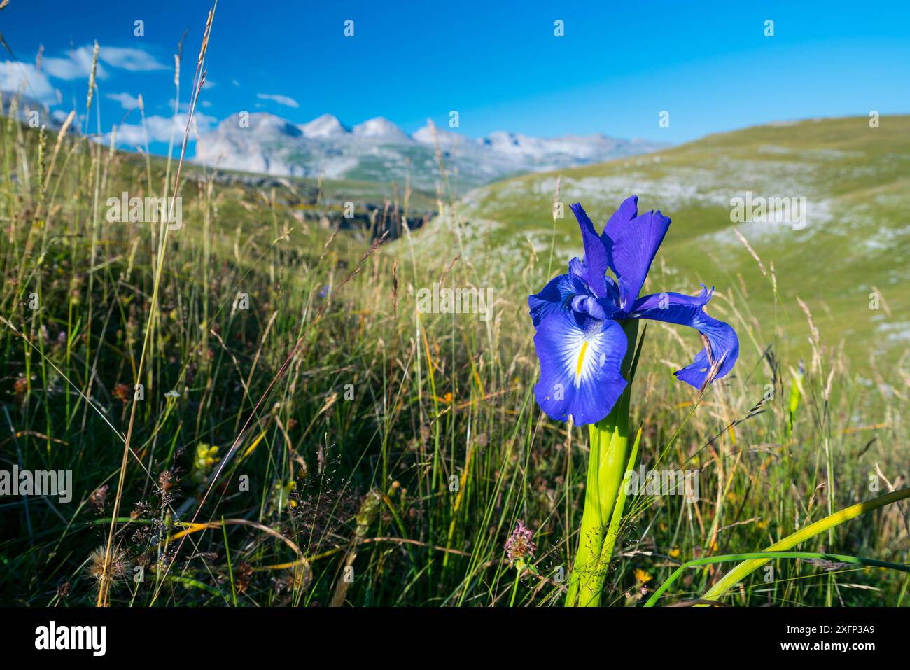 English iris (Iris xiphioides), Ordesa y Monte Perdido National Park ...