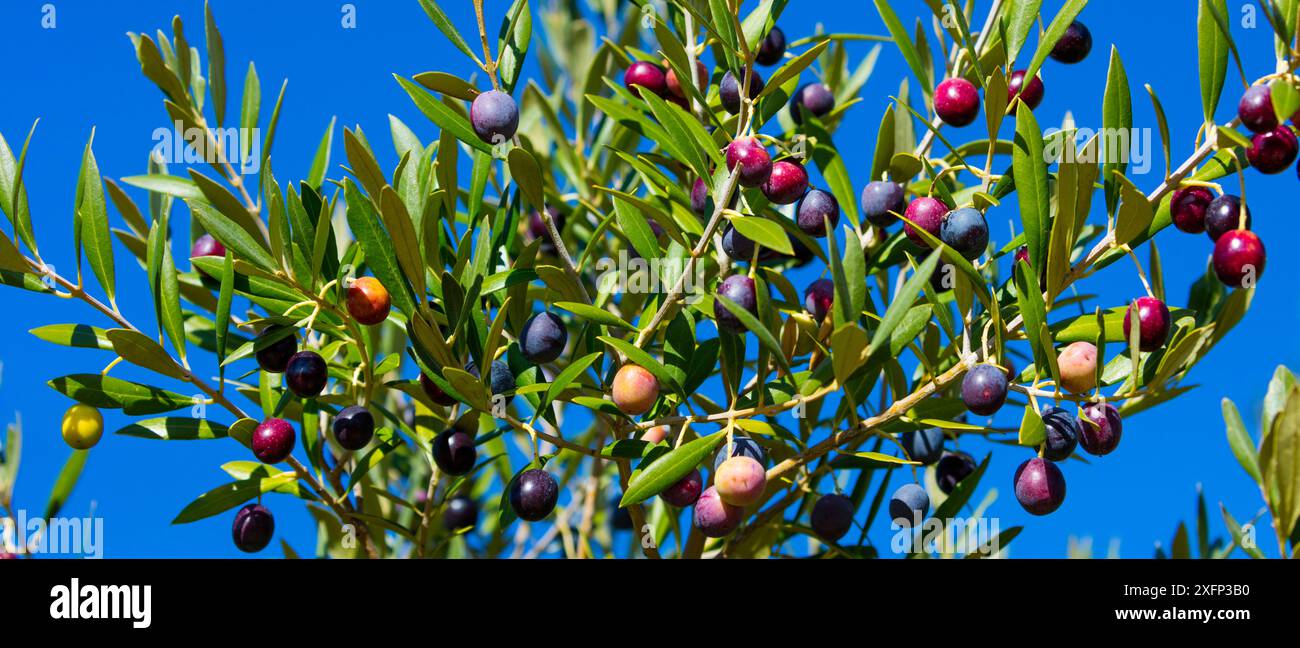 Olive tree (Olea europaea) in fruit, Lleida, Catalonia, Spain, November ...