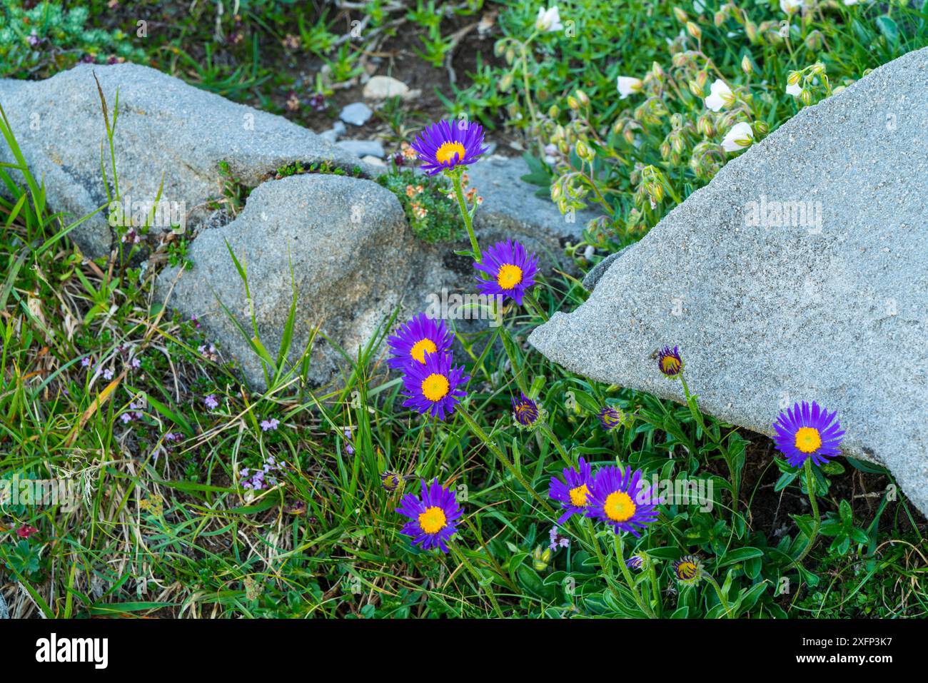 Blue fleabane (Erigeron acer) growing near limestone pavement, Ordesa y ...