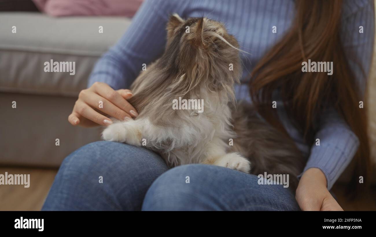 A woman by a couch petting a fluffy cat on her lap in a cozy indoor living room setting Stock ...