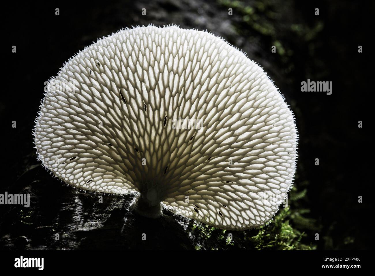 Backlit rainforest fungi, Costa Rica Stock Photo - Alamy
