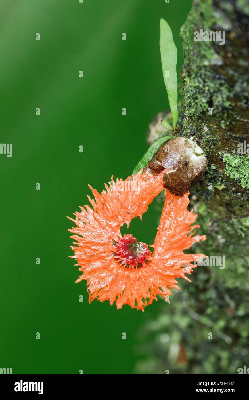 Laternea pusilla hi-res stock photography and images - Alamy