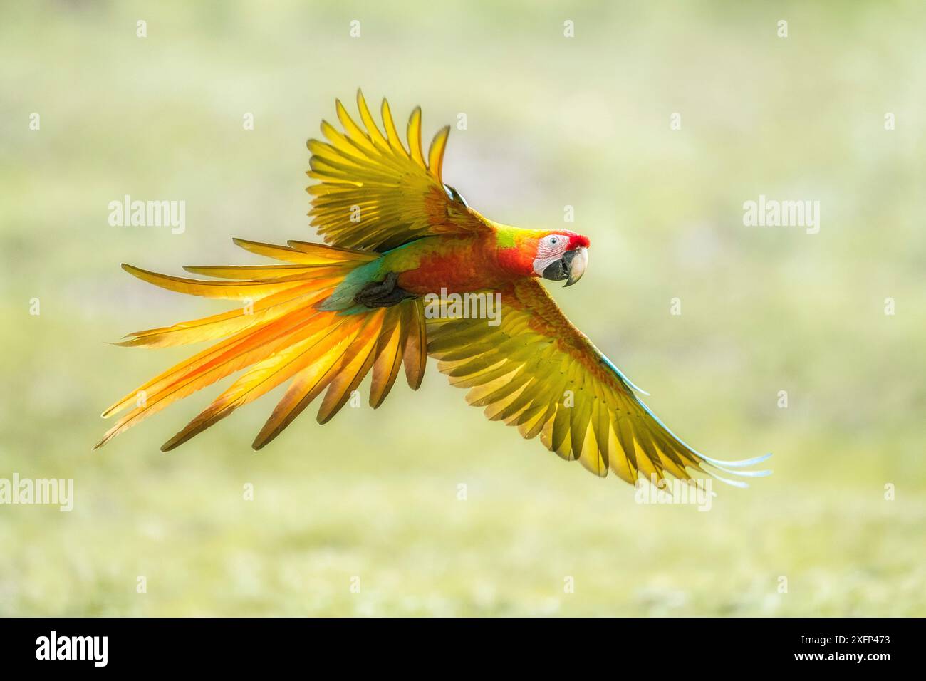 Wild Buffon's macaw x Scarlet macaw (Ara ambiguus x Ara macao) hybrid ...