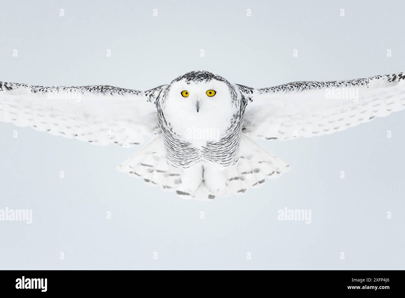 Snowy owl (Bubo scandiacus) in flight, Ontario, Canada, January Stock ...