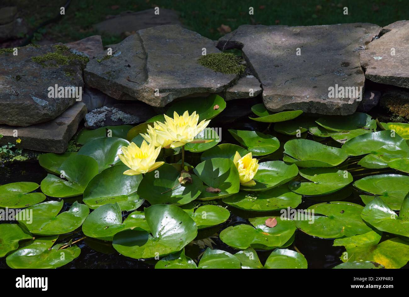 UNITED STATES: 07-04-2024: Garden pond. The genus Nymphaea makes up the ...