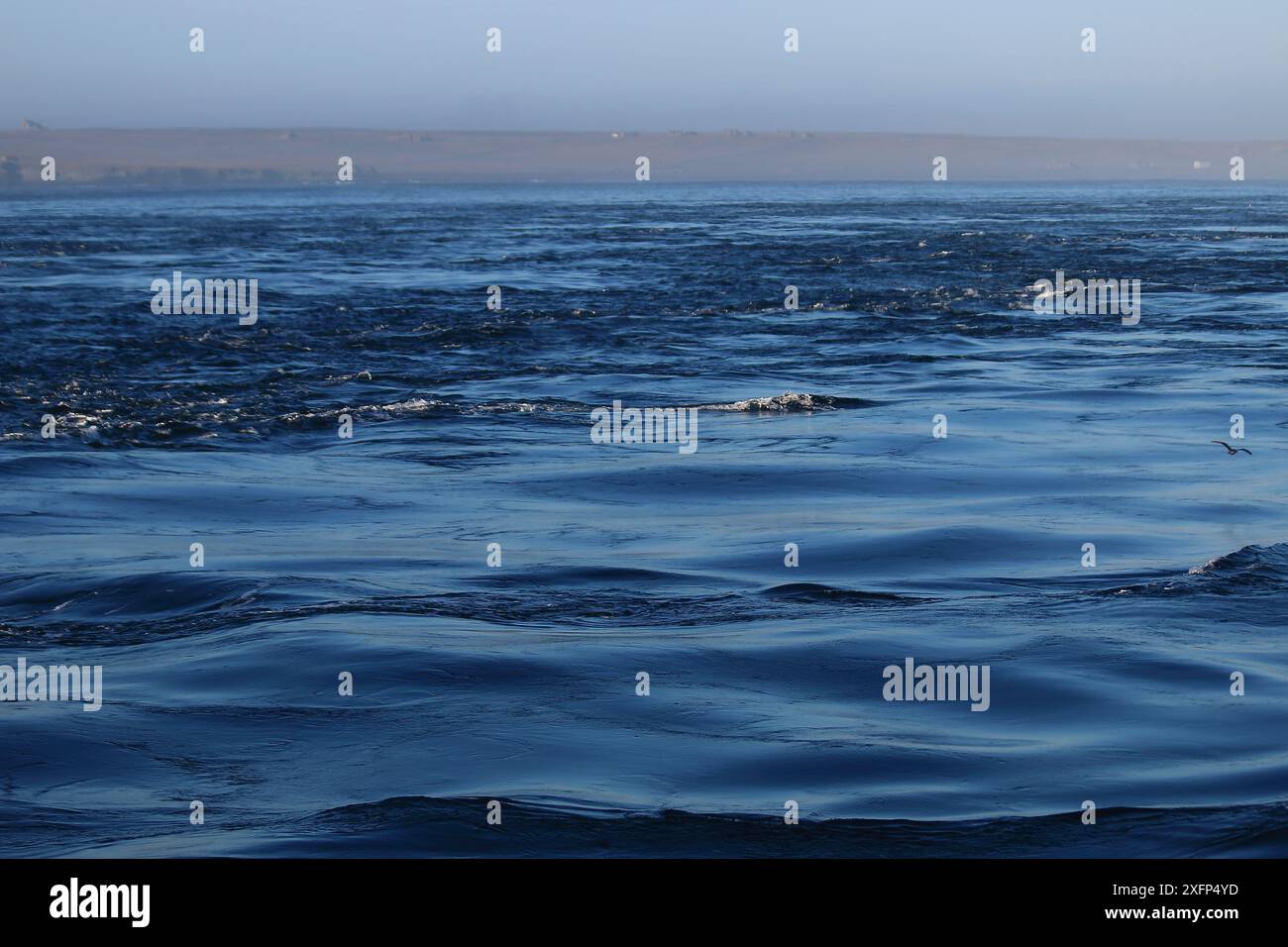 Waves formed by tidal rip current in the Pentland Firth, North Scotland ...
