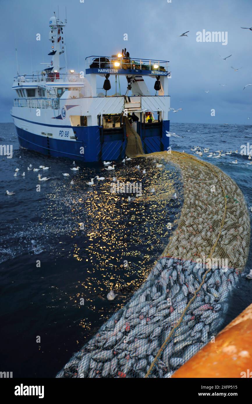 Fishing vessel Harvester hauling pairtrawl rock hopper net filled with ...