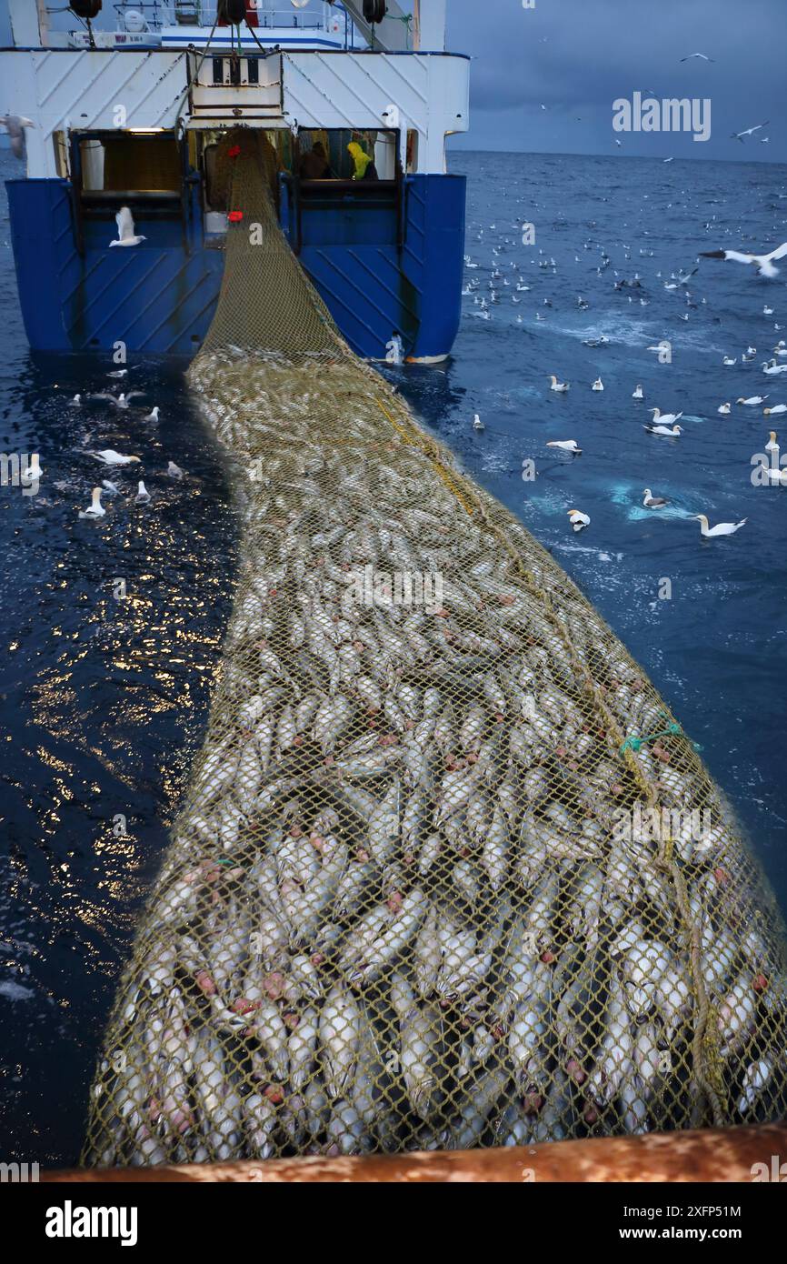 Hauling fish hi-res stock photography and images - Alamy