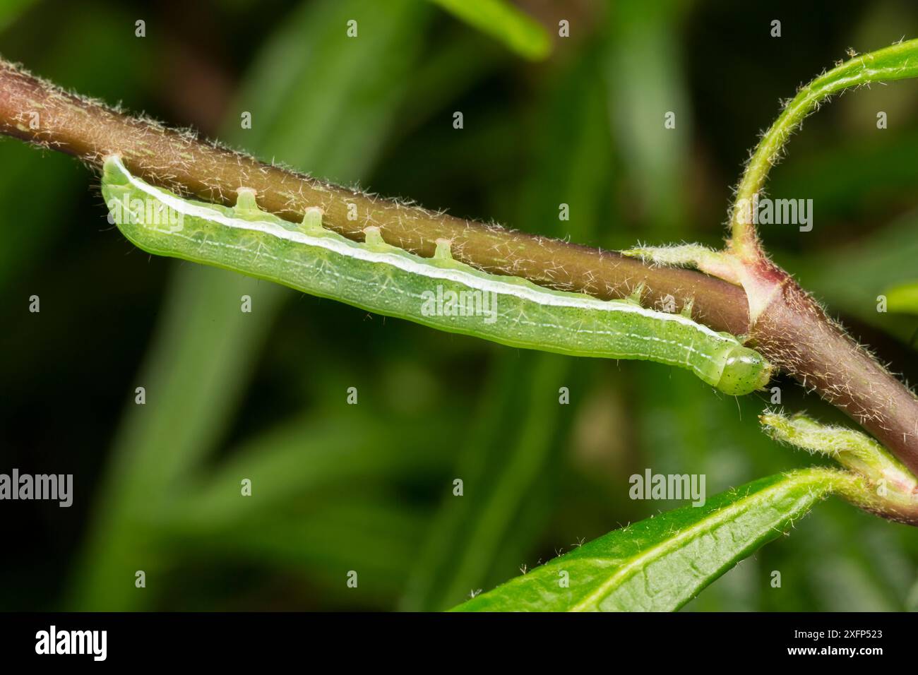 Hebrew character moth (Orthosia gothica) Monmouthshire, Wales, UK. May ...