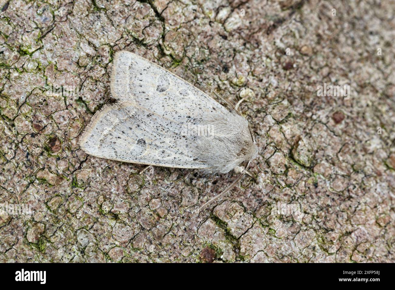 Moths hidden hi-res stock photography and images - Alamy
