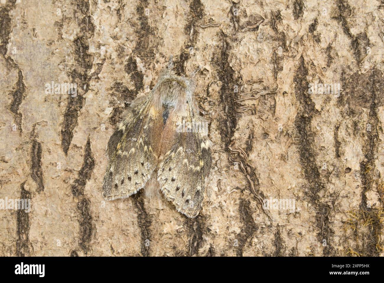 Lobster moth (Stauropus fagi) Catbrook, Monmouthshire, Wales, UK. June ...