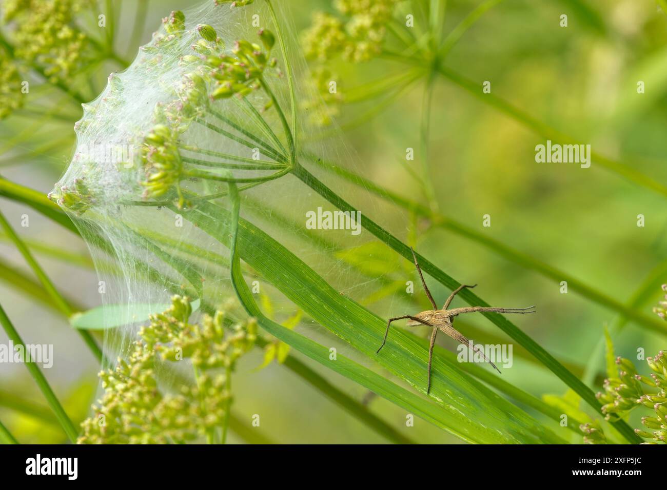 Nursery web spider (Pisaura mirabilis) guarding nest of spiderlings ...