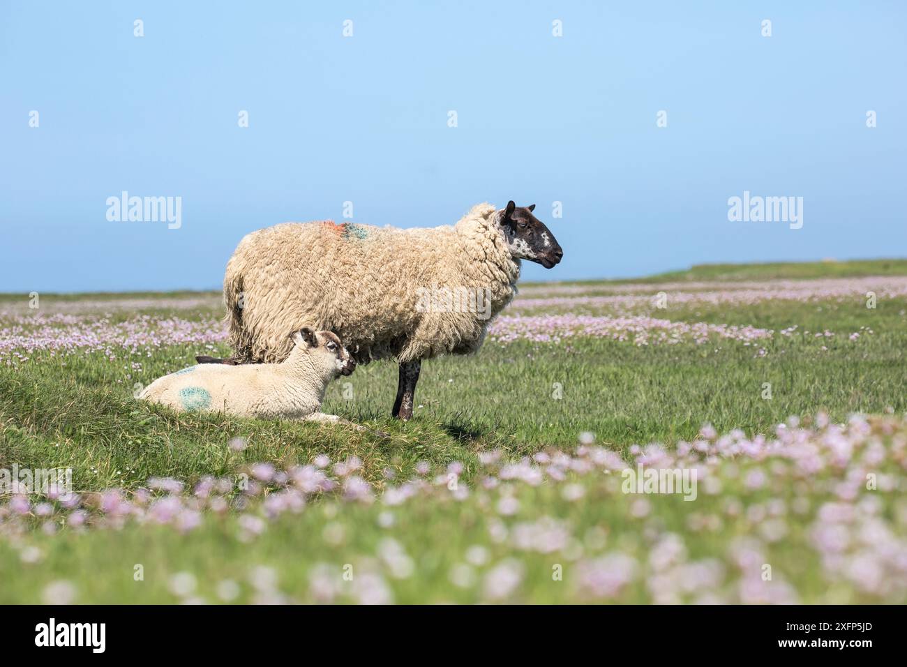 Saltmarsh sheep, ewe with lamb, Gower Peninsula, Glamorgan, South Wales ...