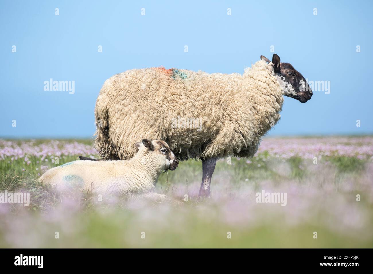 Welsh gower salt marsh lamb hi-res stock photography and images - Alamy