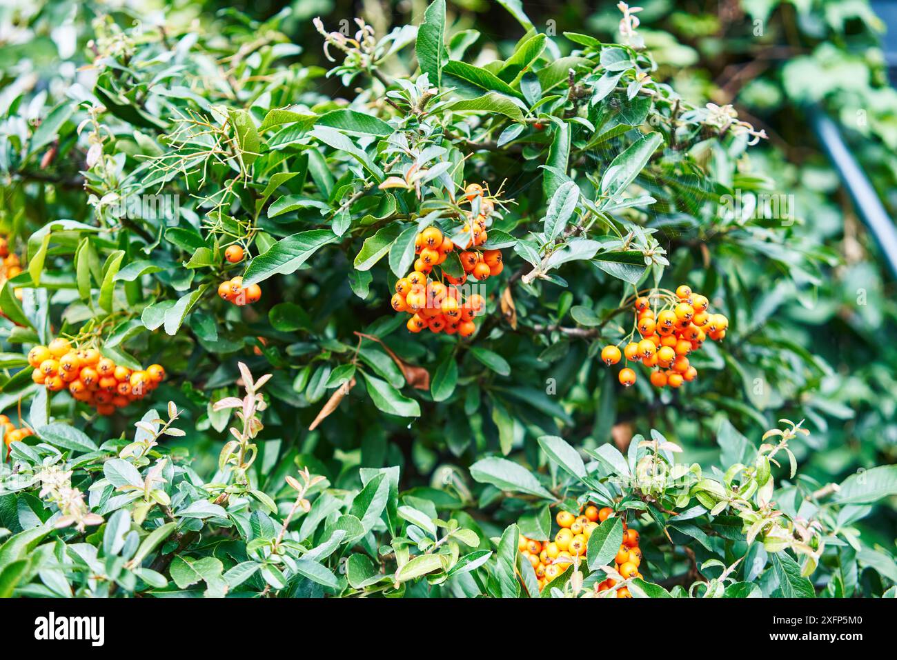 Clusters of vibrant orange berries amid lush green leaves in a natural ...