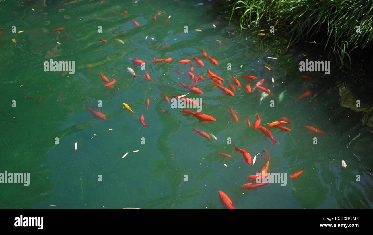 Vibrant pond ecosystem teeming hi-res stock photography and images - Alamy