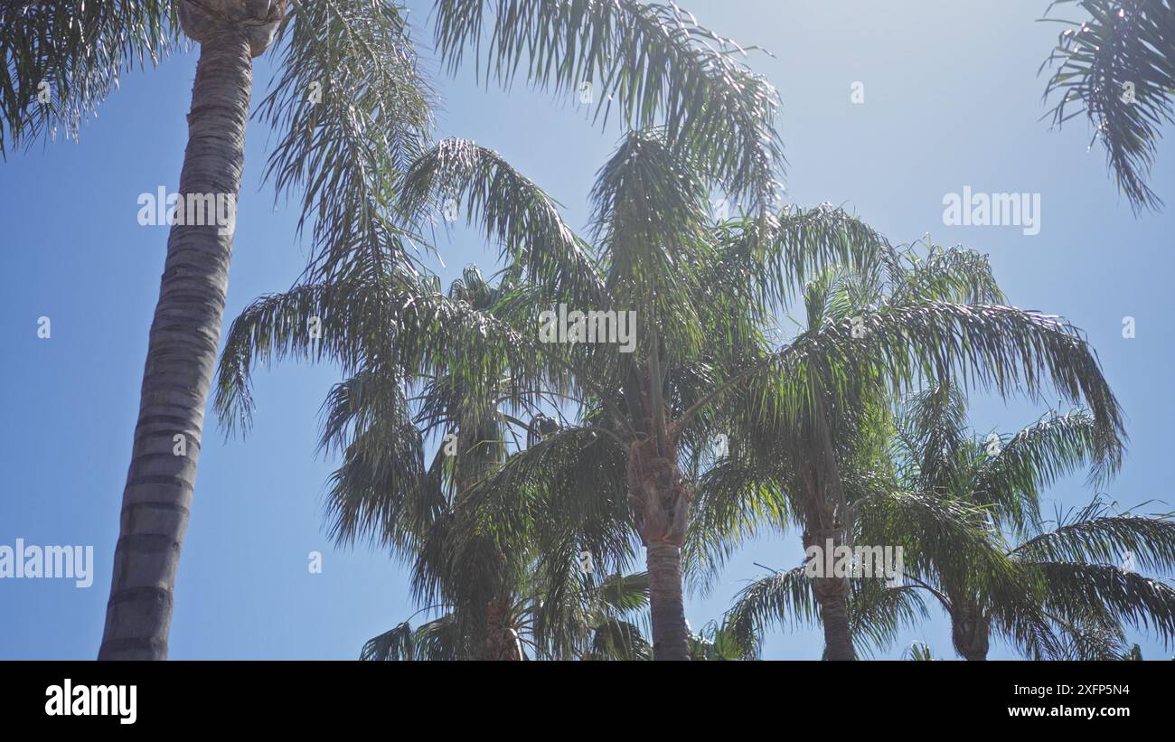 Backlit tropical palm trees with sun flare against a clear blue sky ...