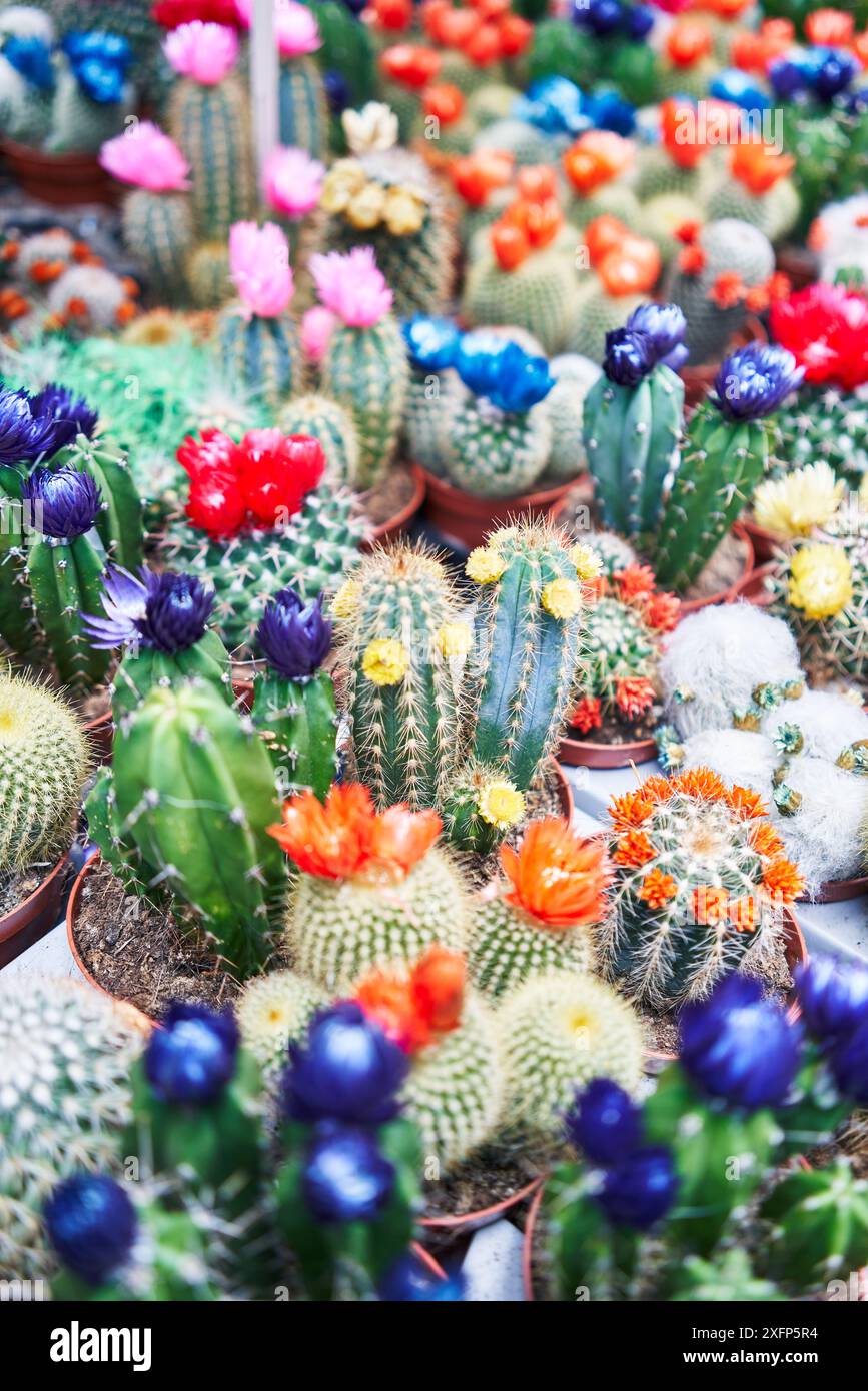 Vivid collection of colorful cacti showcasing diverse sizes and flower blooms in a botanical ...
