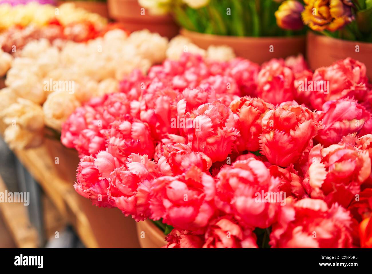 Vibrant pink tulips arrayed in terra-cotta pots portray a lively ...