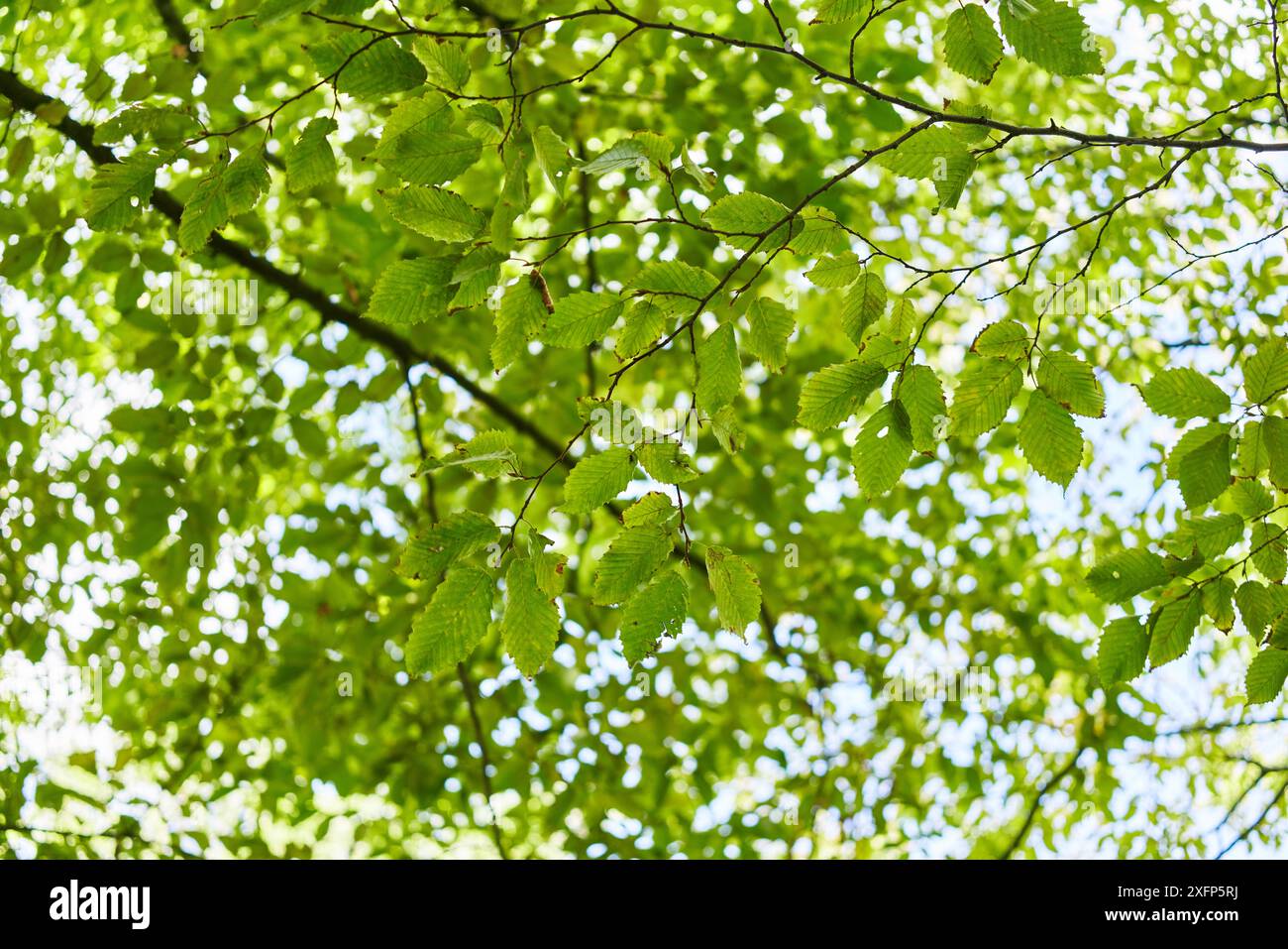 Lush green foliage with bokeh sunlight filtering through tree leaves in ...