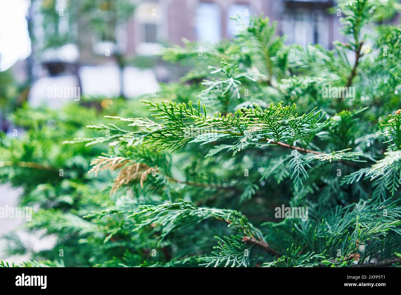 Close-up of vibrant green conifer branches with soft-focus buildings in ...