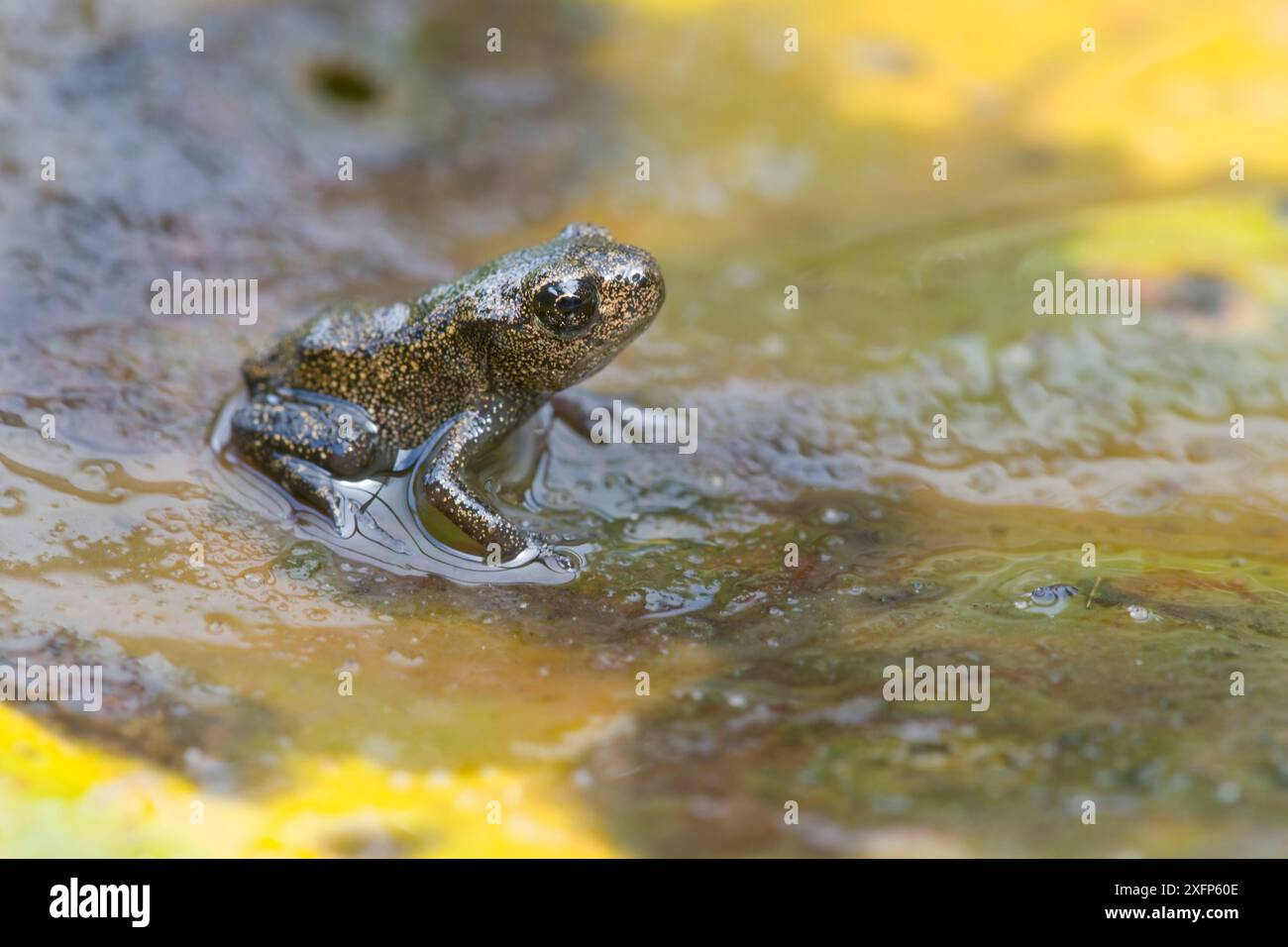 Baby frogs hi-res stock photography and images - Alamy