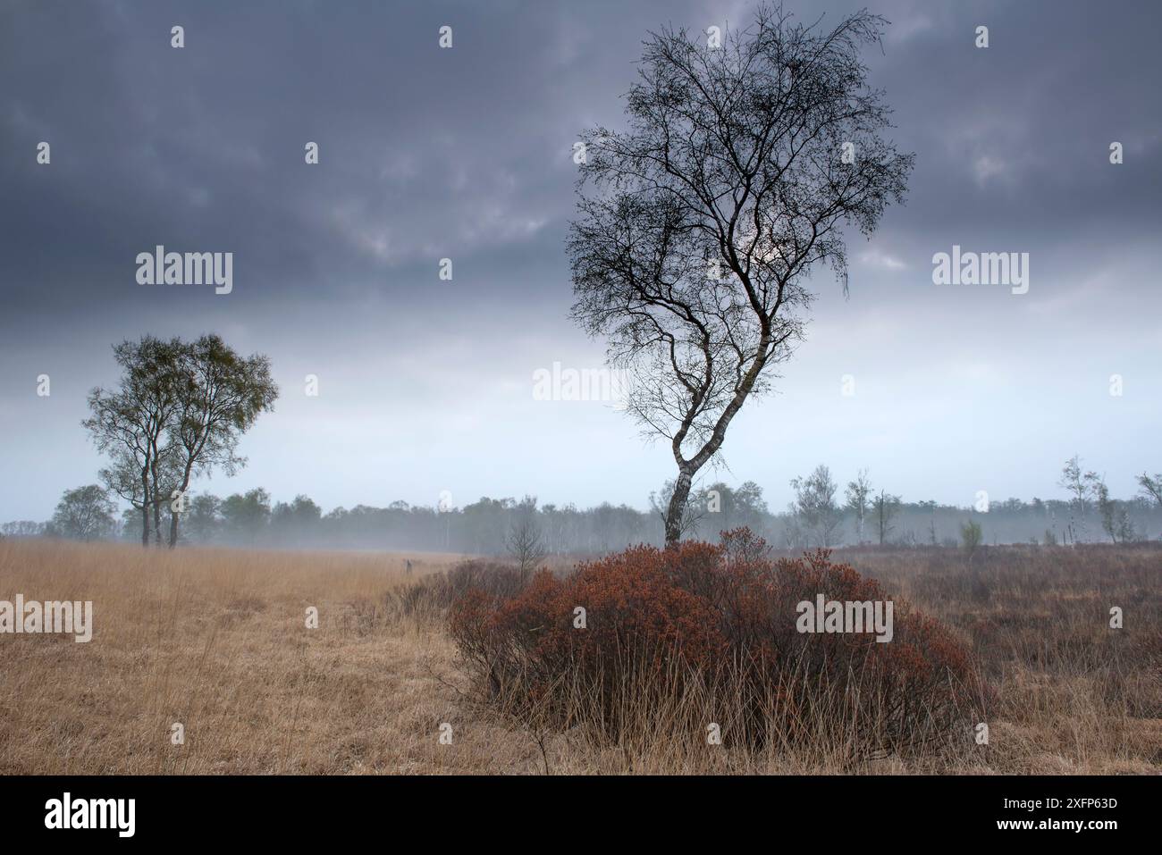 Bog myrtle (Myrica gale) Groot Schietveld, Wuustwezel, Belgium, April ...