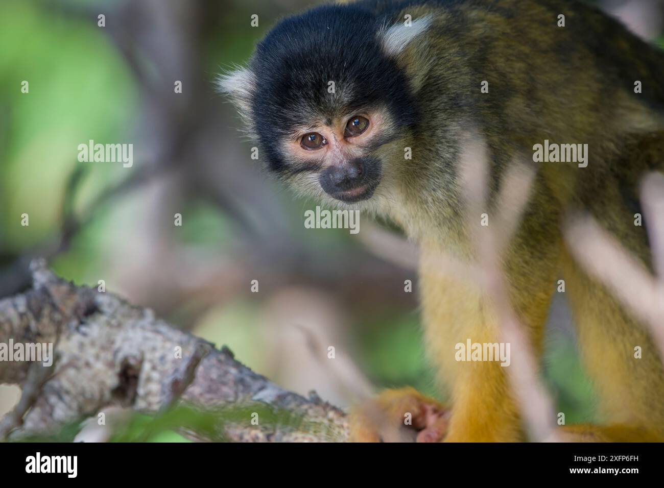Black-capped squirrel monkey (Saimiri boliviensis peruviensis) in tree ...